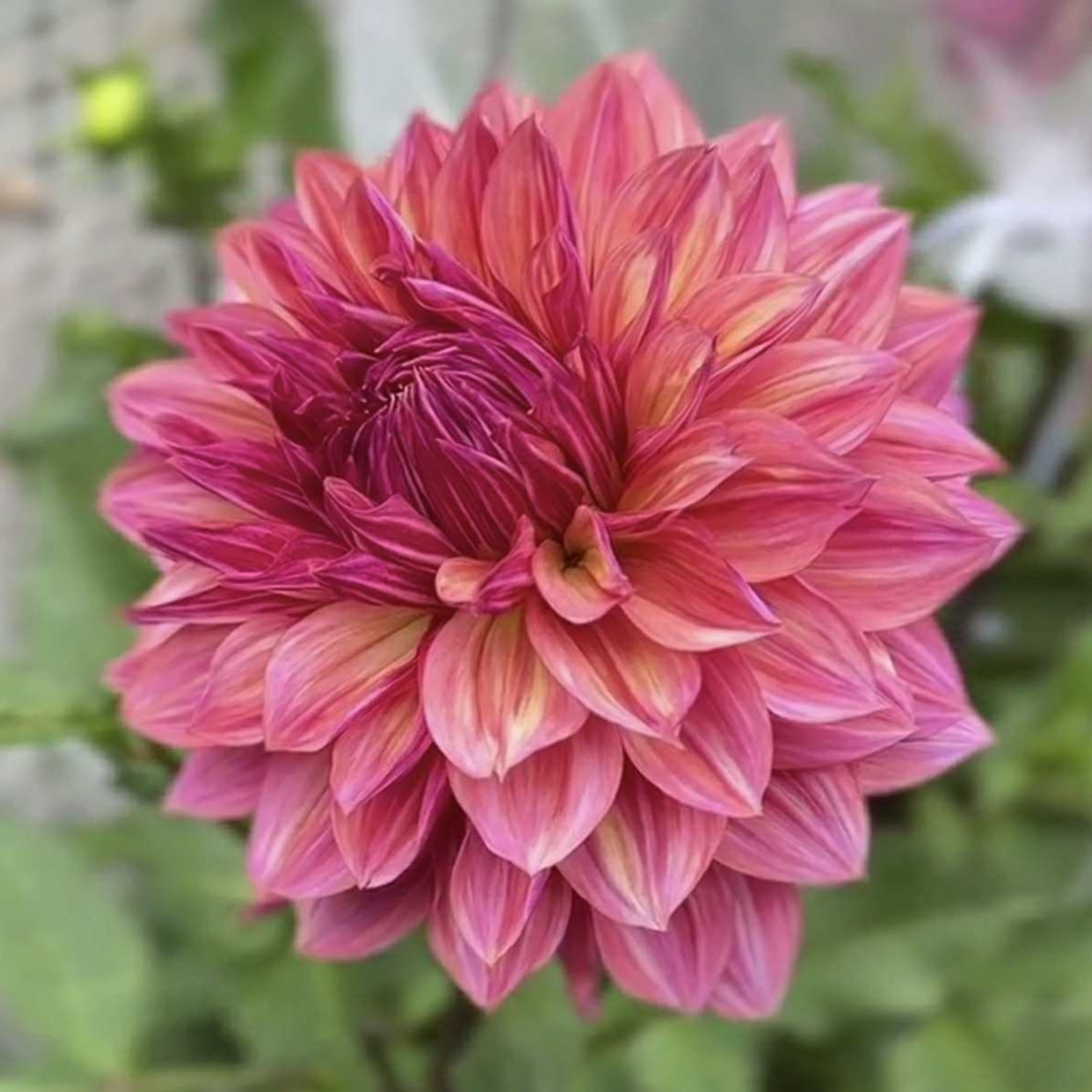 Andy's Legacy – Neverland Flower Farm